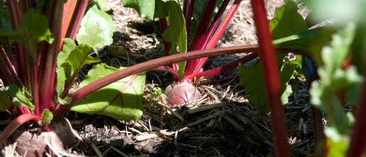 ‘Breathe properly. Stay curious. And eat your beets.’ | The Buzz